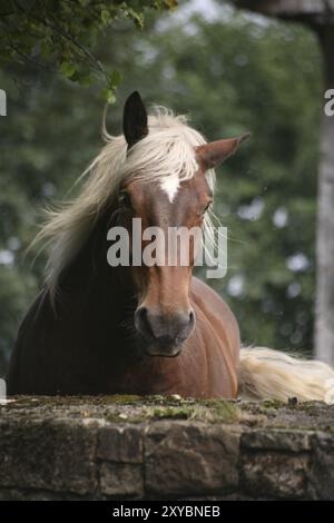 Black Forest cold blood Stock Photo - Alamy
