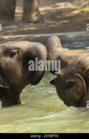 Young Asian elephants playing in the water Stock Photo - Alamy