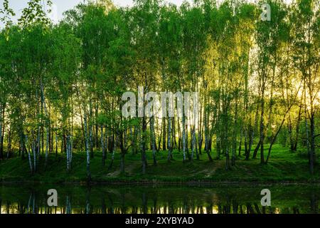 Sunrise near a pond with birches on the shore and fog over the water on ...