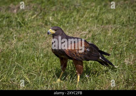 Desert Buzzard, Parabuteo unicinctus, Harris Hawk Stock Photo - Alamy