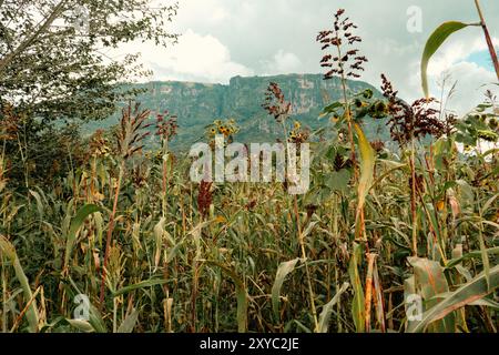 A millet farm at Mount Napak in Karamoja, Uganda Stock Photo - Alamy