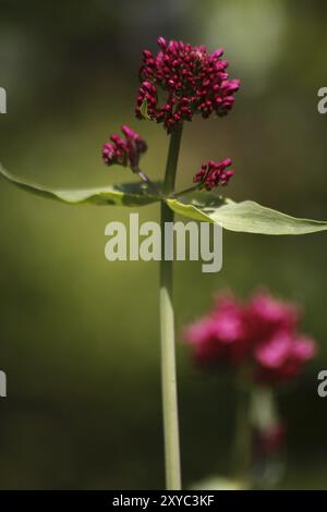 Red spur flower Stock Photo - Alamy
