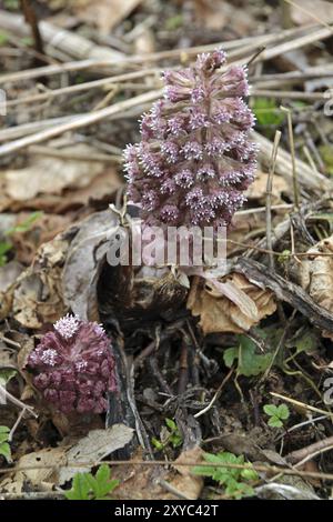 Inflorescences of butterbur, pestilence wort, Petasites hybridus ...
