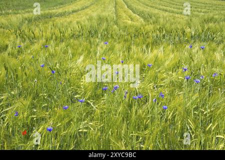 Gerstenfeld (Hordeum) in Bayern Stock Photo - Alamy