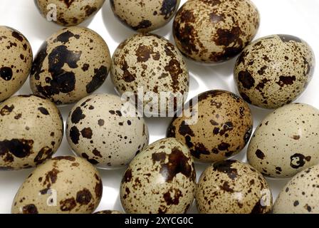 Top view of rows of quail eggs on white table Stock Photo - Alamy