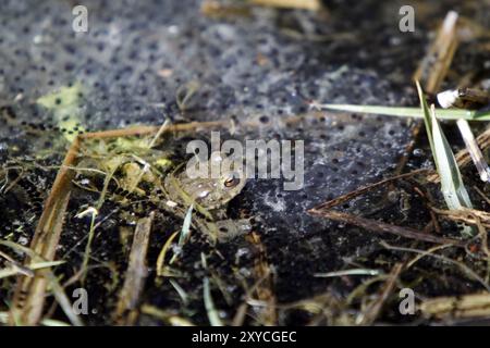 a lump toads Stock Photo - Alamy