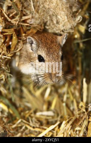Mongolian gerbil, habitat highlands of Mongolia, northern China and ...