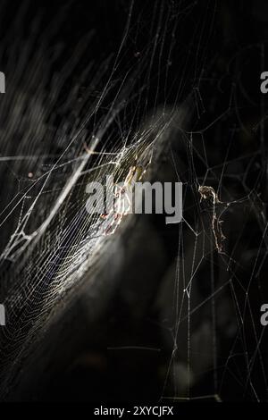 Creepy night shot, Golden silk spider (Trichonephila clavipes) spider ...