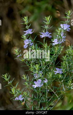 Australian native rosemary Westringia fruticosa Stock Photo - Alamy