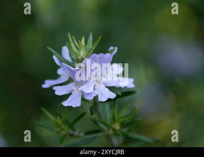 Australian native rosemary Westringia fruticosa Stock Photo - Alamy