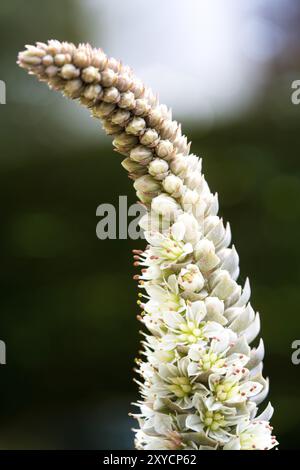 Chinese foolscap (Orostachys Iwarenge Stock Photo - Alamy