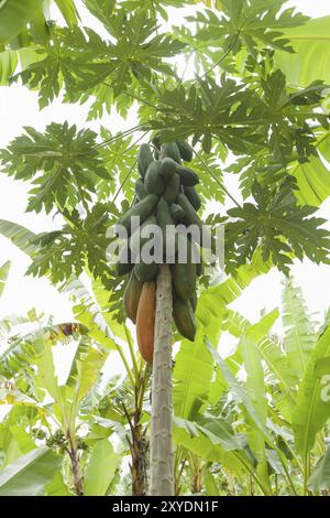 Papaya trees and fruits, farming in Anloga, Volta Region, Ghana, Africa ...