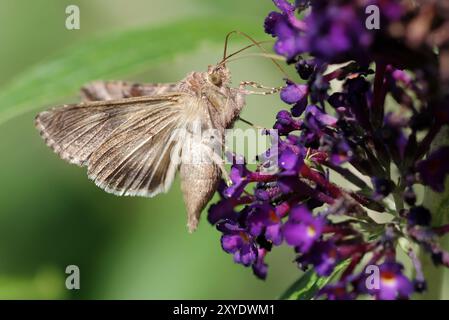 Gamma owl on the butterfly bush Stock Photo - Alamy