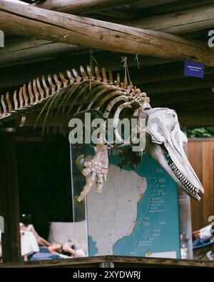 Preserved skeleton of a bottlenose dolphin, intricately detailed and ...