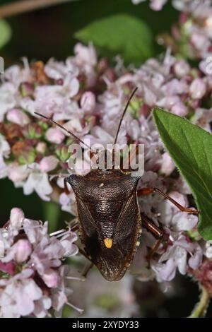Red-legged tree bug Stock Photo - Alamy