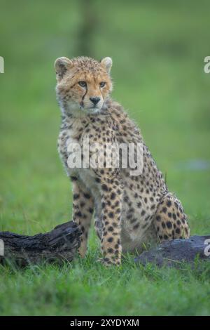 Cheetah cub sits between log and bush Stock Photo - Alamy