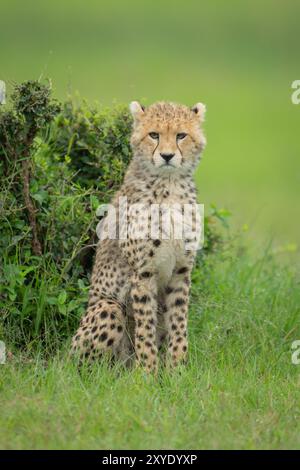 Cheetah cub sits in grass eyeing camera Stock Photo - Alamy