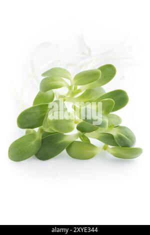 Sunflower sprout isolated on white background Stock Photo - Alamy