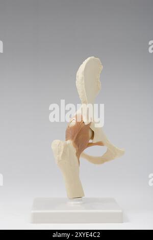 Anatomy Skeleton - Hip, medical model hip skeleton Stock Photo - Alamy