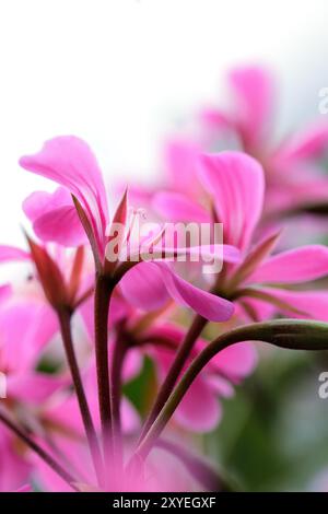 An intensely purple flower blooming in rich, red soil produces one of ...