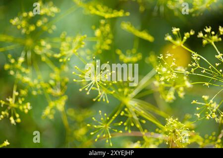 Close-ups of dill flowers and seed pods Stock Photo - Alamy