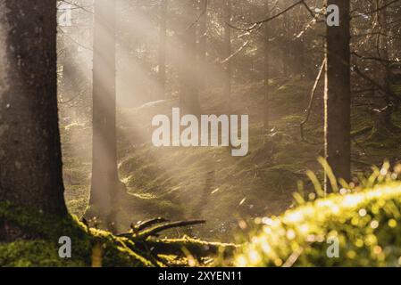 Scenic shot of a gorgeous autumn forested high mountains Stock Photo ...