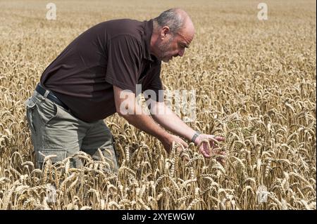 Bauer stands in the grain field and checks the wheat Stock Photo - Alamy