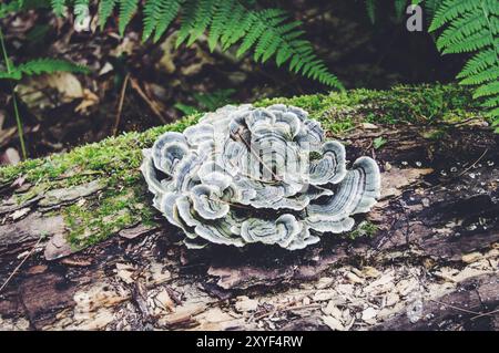 Processed with VSCO with f2 preset Stock Photo - Alamy