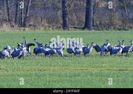 A swarm of Common cranes in autumn in saxon Stock Photo - Alamy