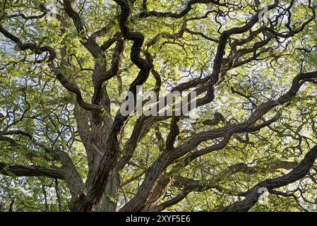 Deciduous tree, locusts (Robinia), view into the gnarled tree crown ...