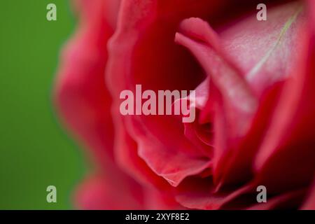 Close-up with a fast aperture of an intense red rose Stock Photo - Alamy