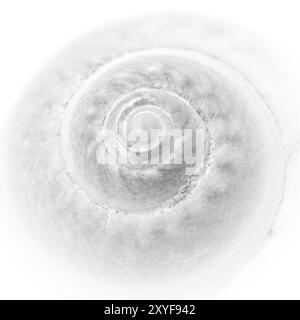 Sea snail, square format Stock Photo - Alamy