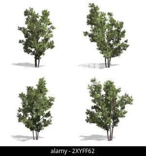 Hazel trees, isolated on white background Stock Photo - Alamy