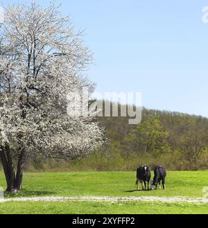 Single blossoming lonely tree with two cows near it. Springtime Stock ...