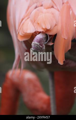 A closeup shot of Pink Flamingos in a pond on a summer day with green ...