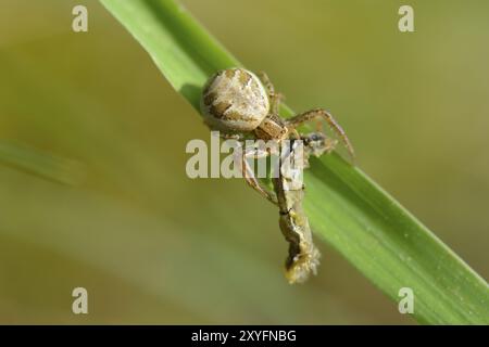 Brown crab spider with prey. Common crab spider eating a caterpillar ...