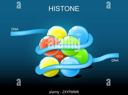 DNA structure. Organization and packaging of genetic material in ...