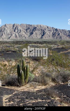 Landscape of The El Pinacate y Gran Desierto de Altar Biosphere Reserve ...
