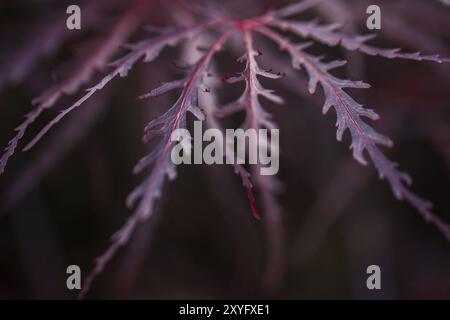 Dark red fern plant with a soft and dark bokeh Stock Photo - Alamy