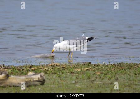 Mediterranean gull feeding in Bavaria. Yellow-legged gull with a fish ...