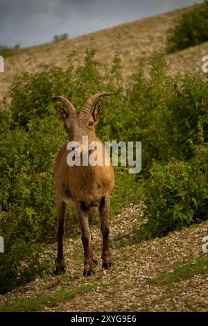 Daghestan tur animal . Capra cylindricornis . East Caucasian tur Stock ...