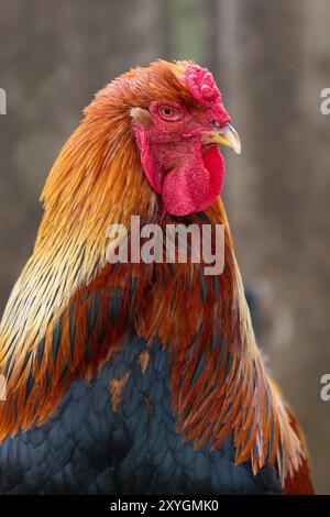 The beautiful plumage of this Welsummer cockerel (rooster) is evident ...
