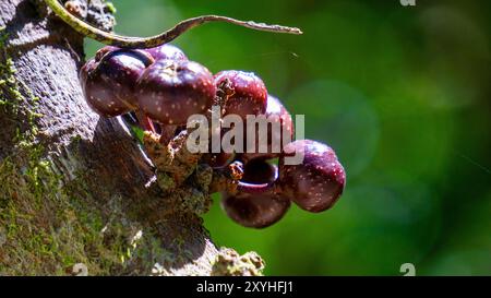 Ficus racemosa (loa, lo, elo, cluster fig, Ficus glomerata) frit on the ...
