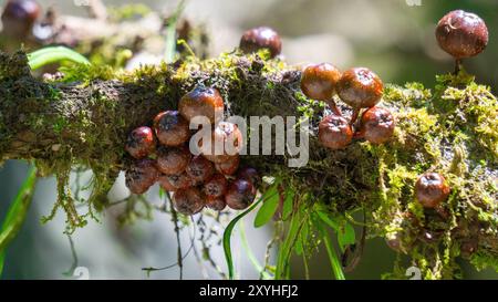Ficus racemosa (loa, lo, elo, cluster fig, Ficus glomerata) frit on the ...