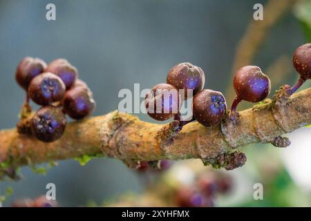 Ficus racemosa (loa, lo, elo, cluster fig, Ficus glomerata) frit on the ...