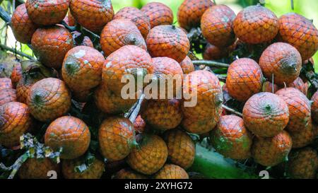 Ripe rattan fruit on the tree. The rattan fruit is edible, the texture ...
