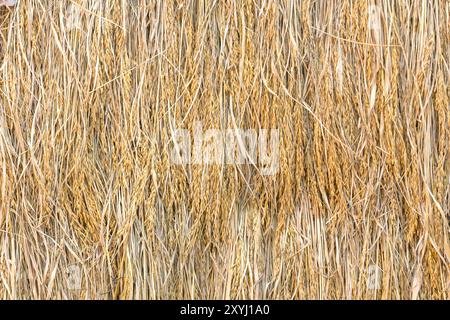 Dry paddy rice seeds mass product from Thailand,Ears of paddy rice ...
