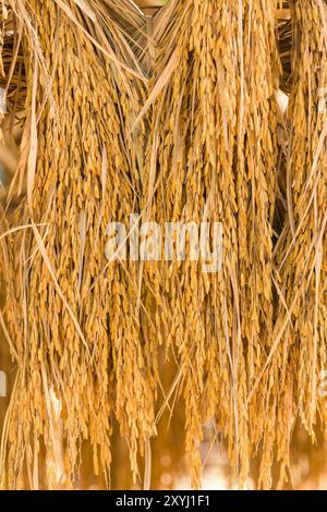 Dry paddy rice seeds mass product from Thailand,Ears of paddy rice ...