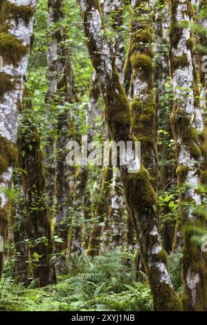 Birch trees full of moss among ferns in the Hoh Rainforest, part of the ...
