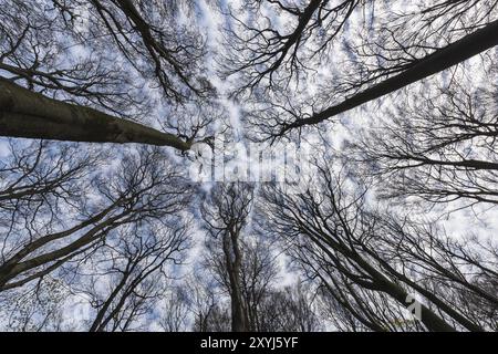 Treetops of beech trees, Hessian Rhoen nature park Park, Hesse, Germany ...